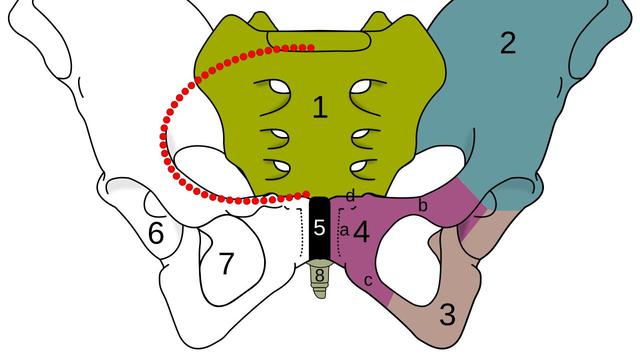 3 Macam Sendi dan Gambarnya Menurut Gerakannya, Kenali Lebih Jauh - Hot ...