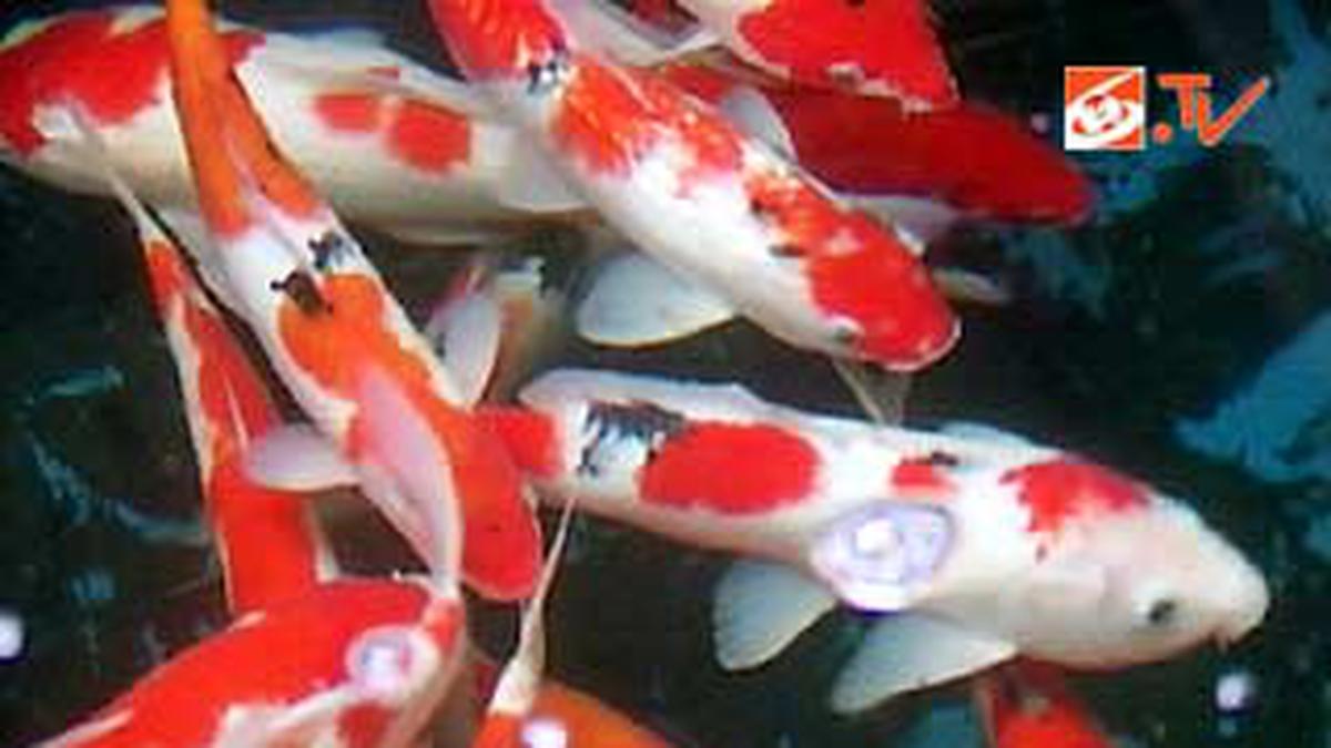 Kontes Koi Didominasi Warna Merah - News Liputan6.com