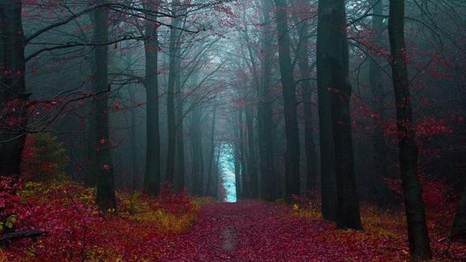 ‘Hutan Hitam’ ini Jadi Inspirasi Cerita Rakyat di Jerman - Lifestyle ...