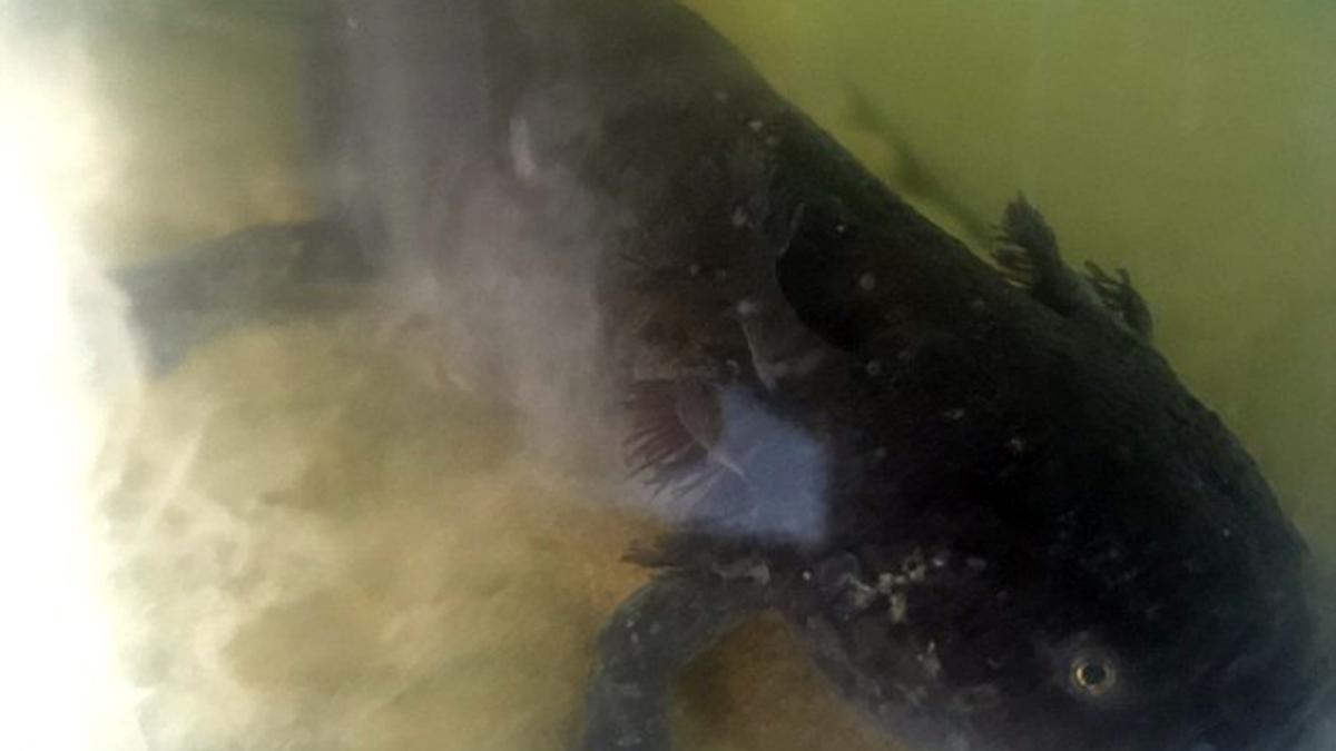 Ajaib, Salamander Langka Tetaskan 200 Telur dalam Akuarium