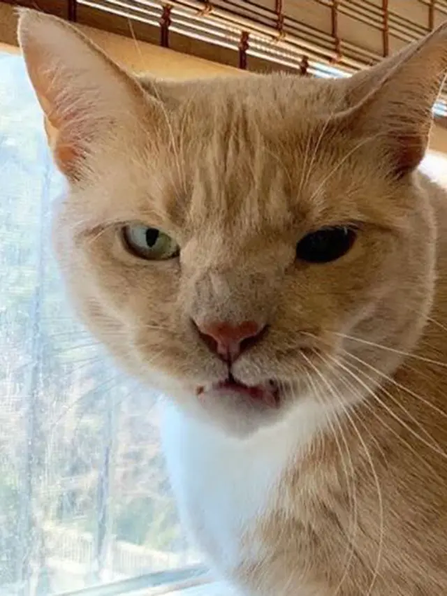 11 Ekspresi Kucing Super Lucu, dari Mengantuk Sampai Terkejut ...