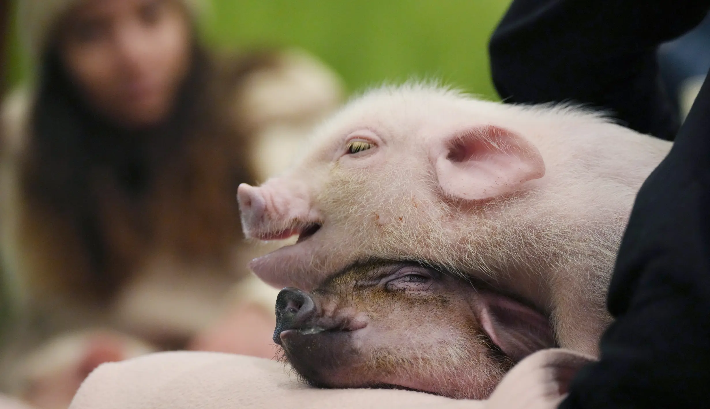 Sensasi Nongkrong Bareng Babi-Babi Mini di Mipig Cafe Tokyo - Foto ...