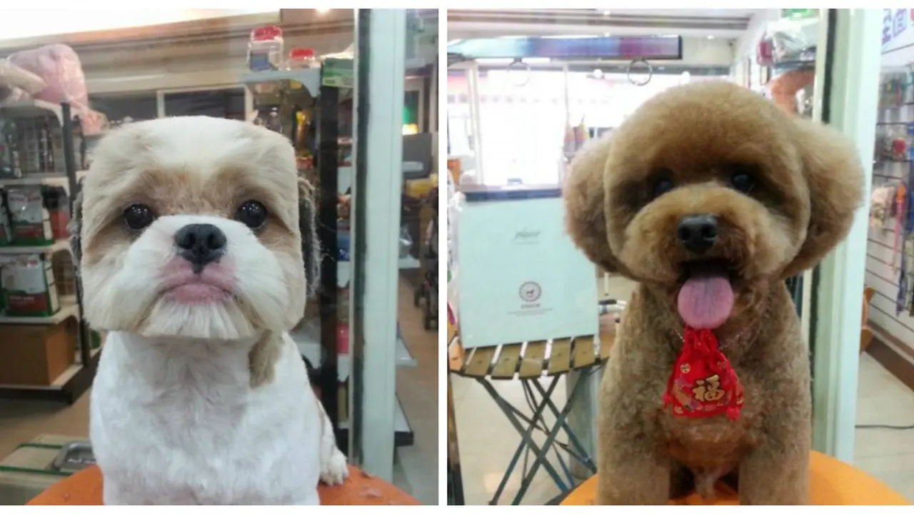 Tren Rambut Bulat dan Kotak Anjing Taiwan Nan Menggemaskan - Global ...