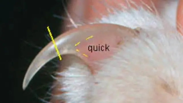 6 Cara Memotong Kuku Kucing yang Benar - Hot Liputan6.com