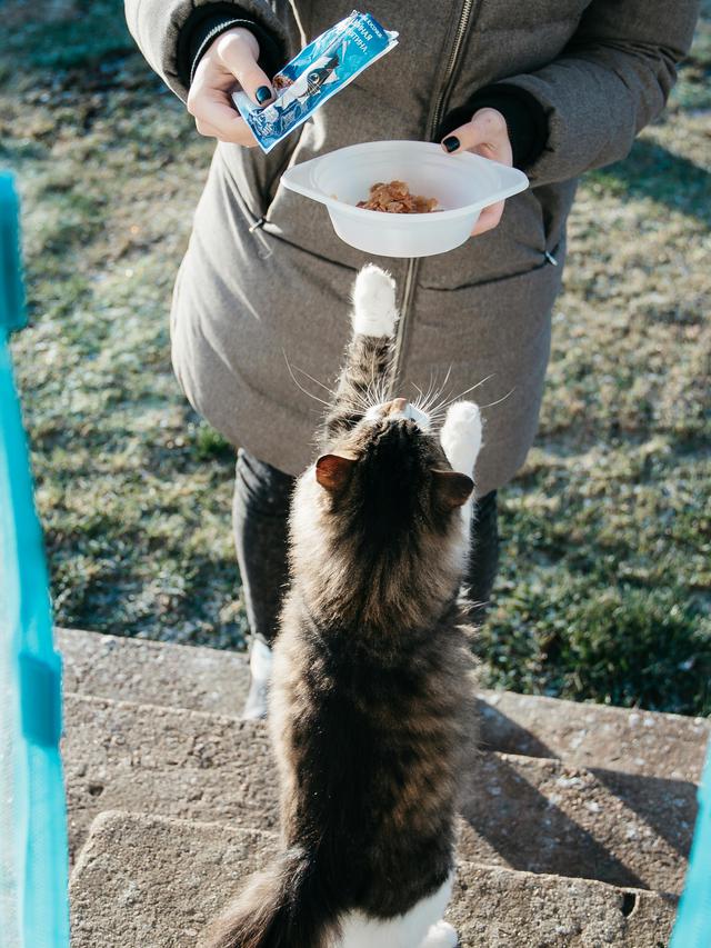 10 Rekomendasi Makanan Kucing Murah dan Berkualitas di 2025