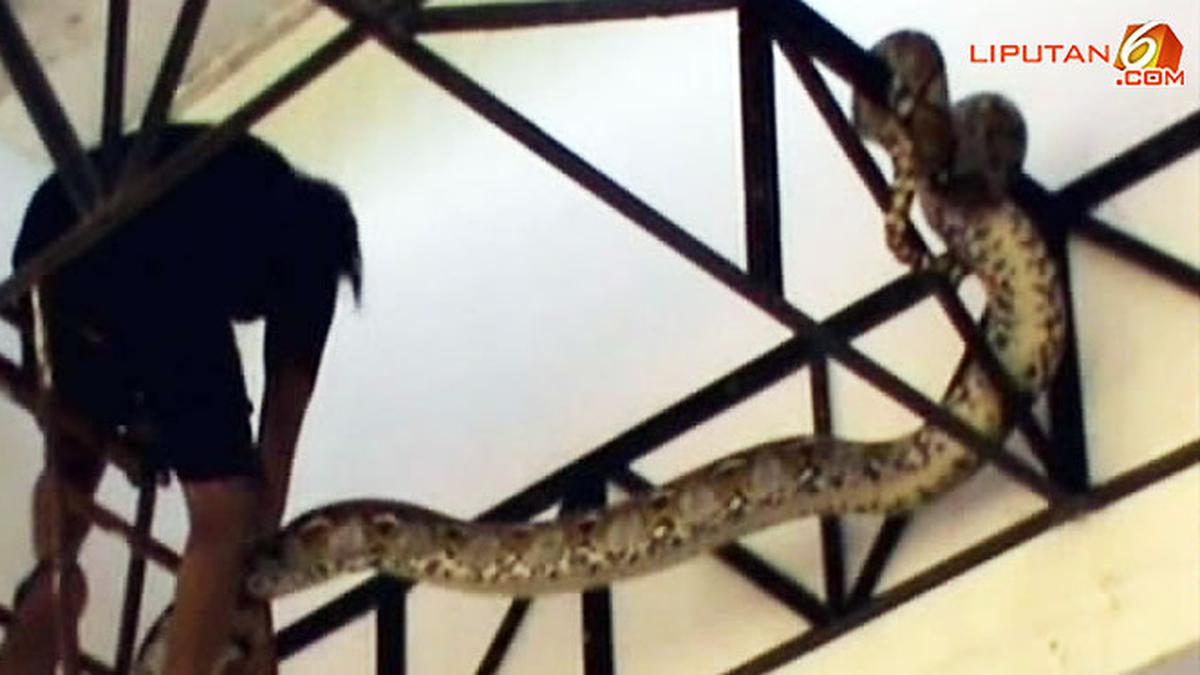VIDEO: Hii.. Ular Phyton 6 Meter Lepas dari Kandang