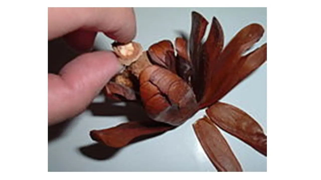 7 Manfaat Biji Mahoni untuk Kesehatan, Ini Kandungan, Cara Konsumsi ...