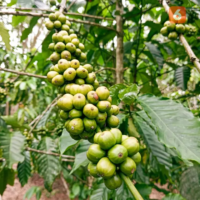 Jejak VOC di Kopi Pinogu, Kopi Organik Bone Bolango yang Melegenda ...