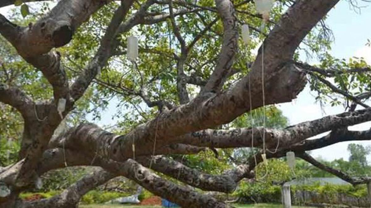 Diserang Rayap, Pohon Berusia 700 Tahun Jalani Perawatan & Diinfus