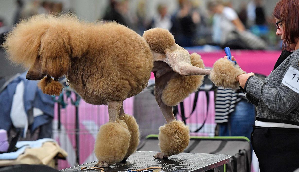 PHOTO: Penampilan Unik Anjing-Anjing di Dortmund Dog Show - Foto ...