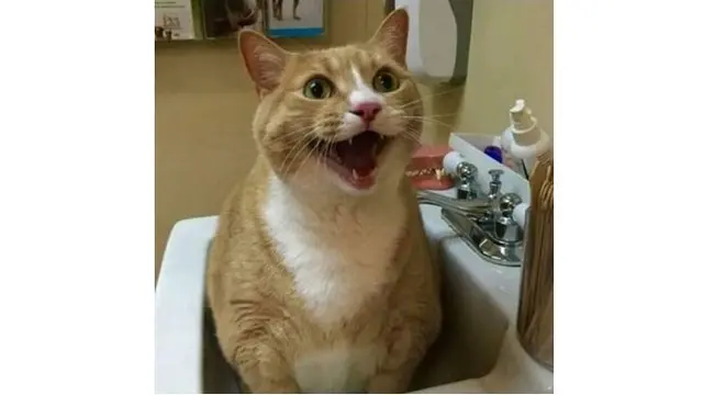 7 Potret Reaksi Lucu Kucing saat Marah, Pamer Taring - Hot Liputan6.com