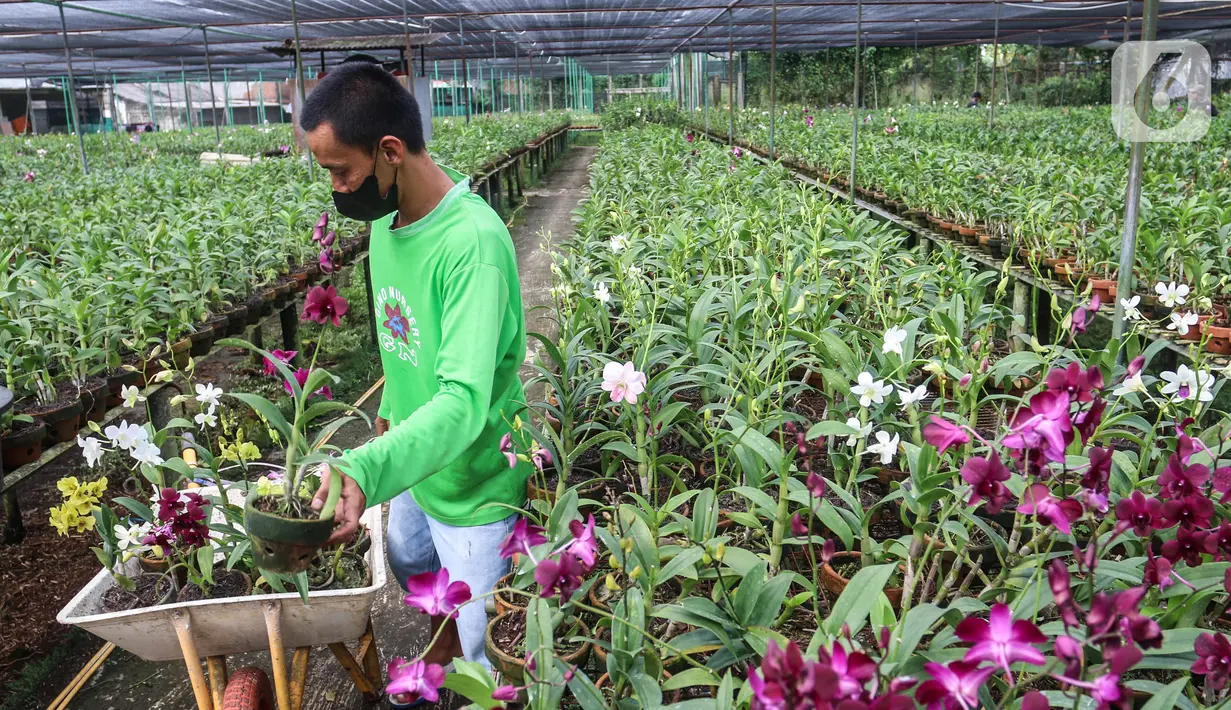 FOTO: Melihat Budidaya Anggrek di Bogor - Foto Liputan6.com