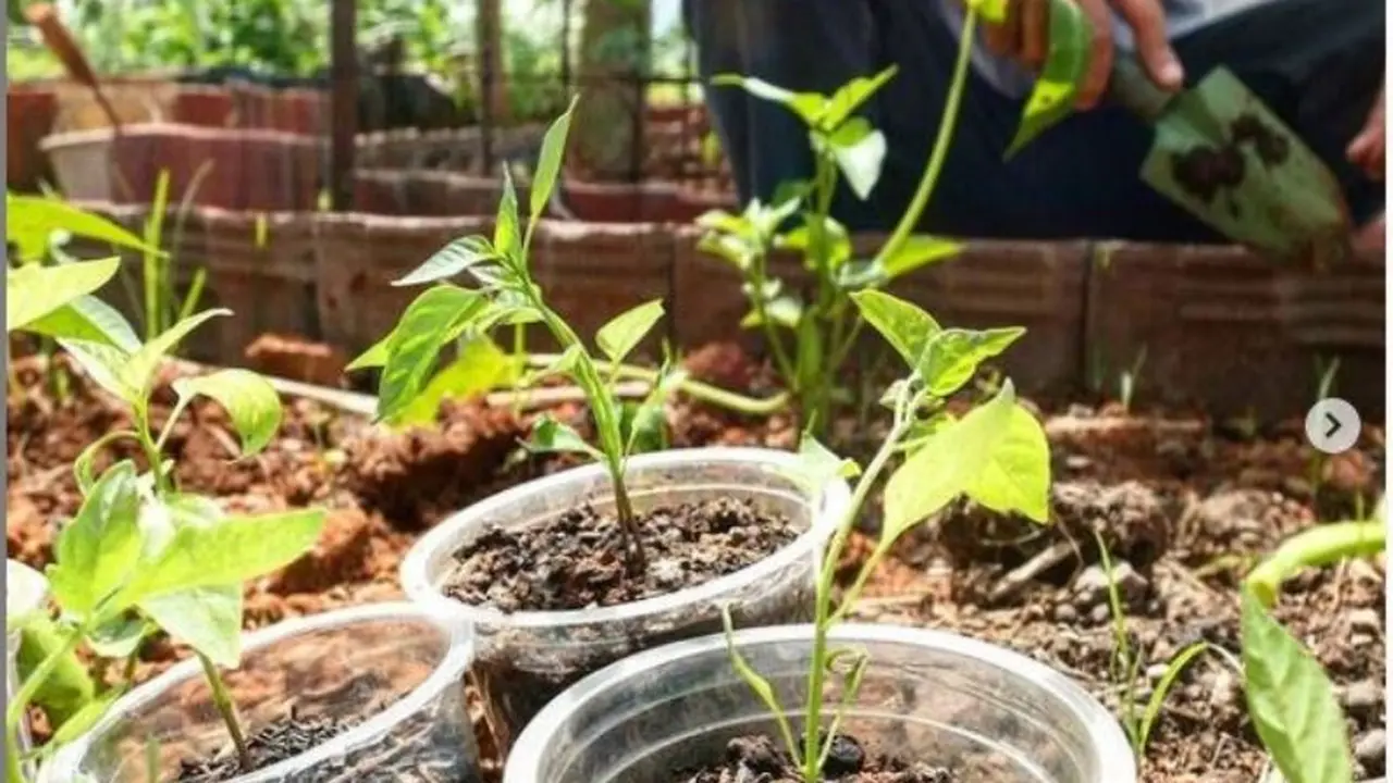 Cerita Akhir Pekan: Berkebun dan Bertani di Rumah Sendiri - Lifestyle ...