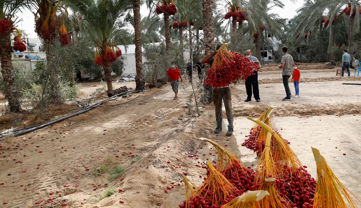 FOTO: Musim Panen Kurma di Jalur Gaza - Foto Liputan6.com