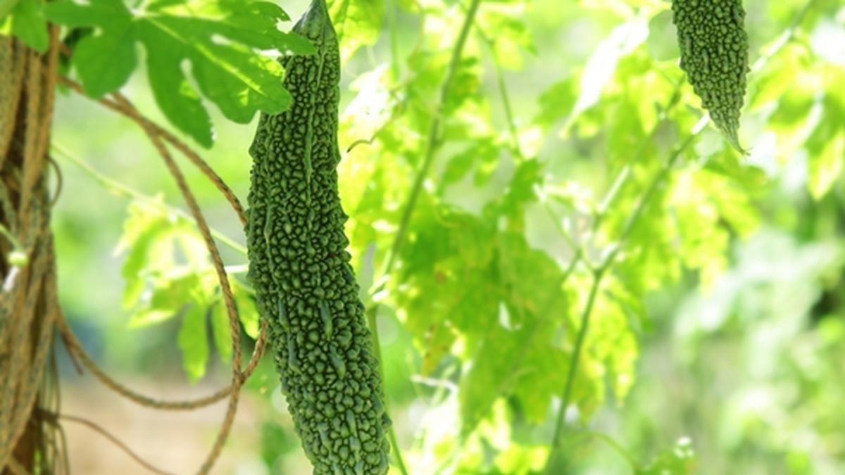 Pare, Sayur Pahit yang Memiliki Segudang Manfaat Mengagumkan Untuk ...