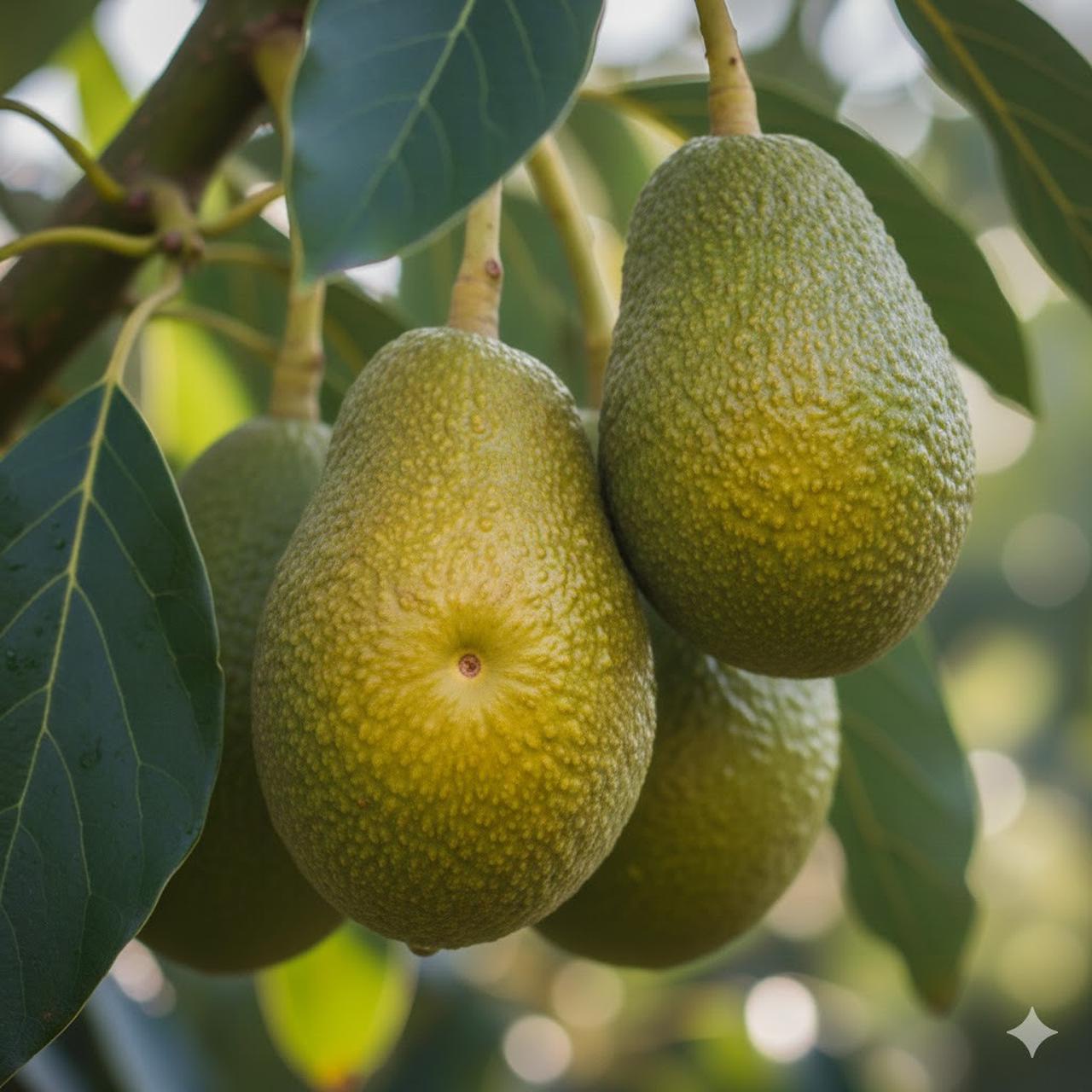 Tips agar Alpukat Matang Sempurrna di Pohon dan Setelah Dipetik