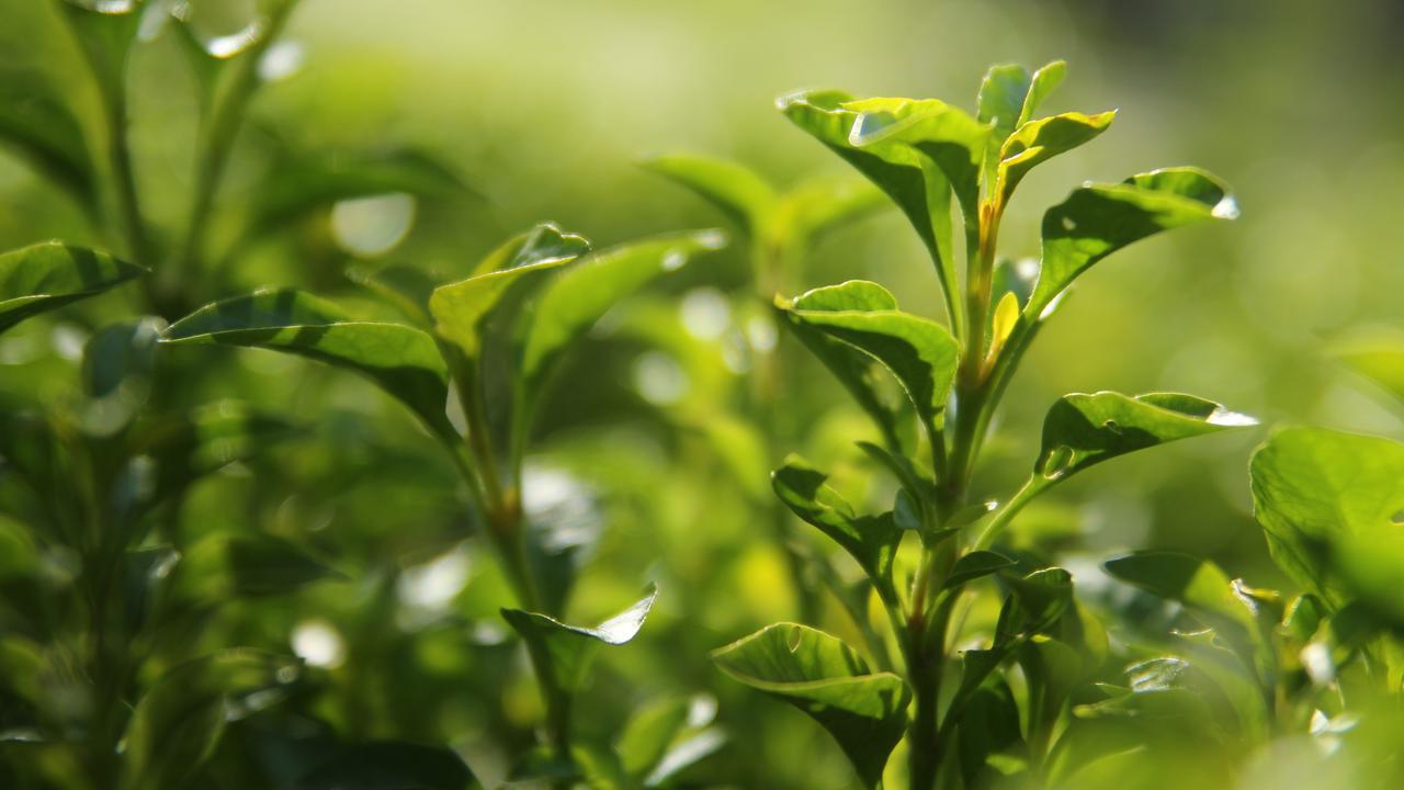 Lebih Sehat Teh Hijau atau Matcha? Begini Perbandingan Khasiatnya