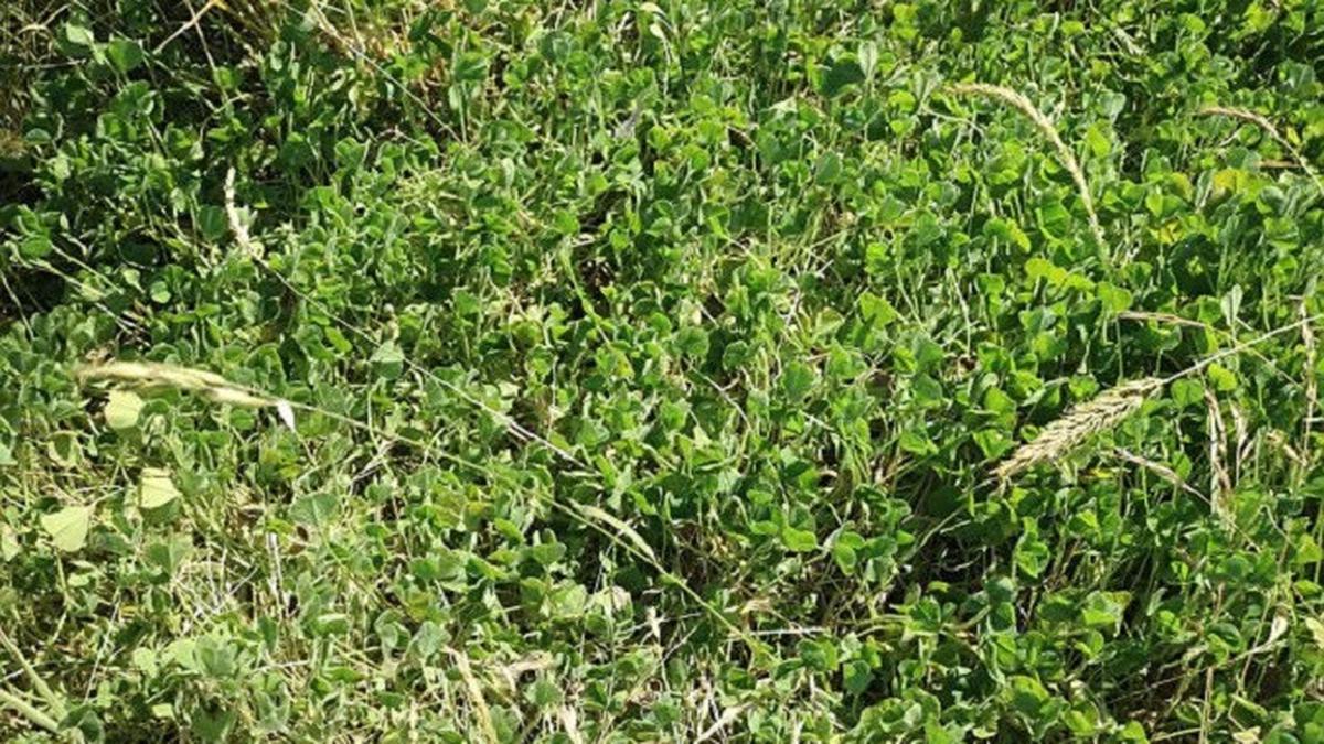 Dapatkah Anda Menemukan Ular di Antara Rerumputan Hijau Ini? - Global ...