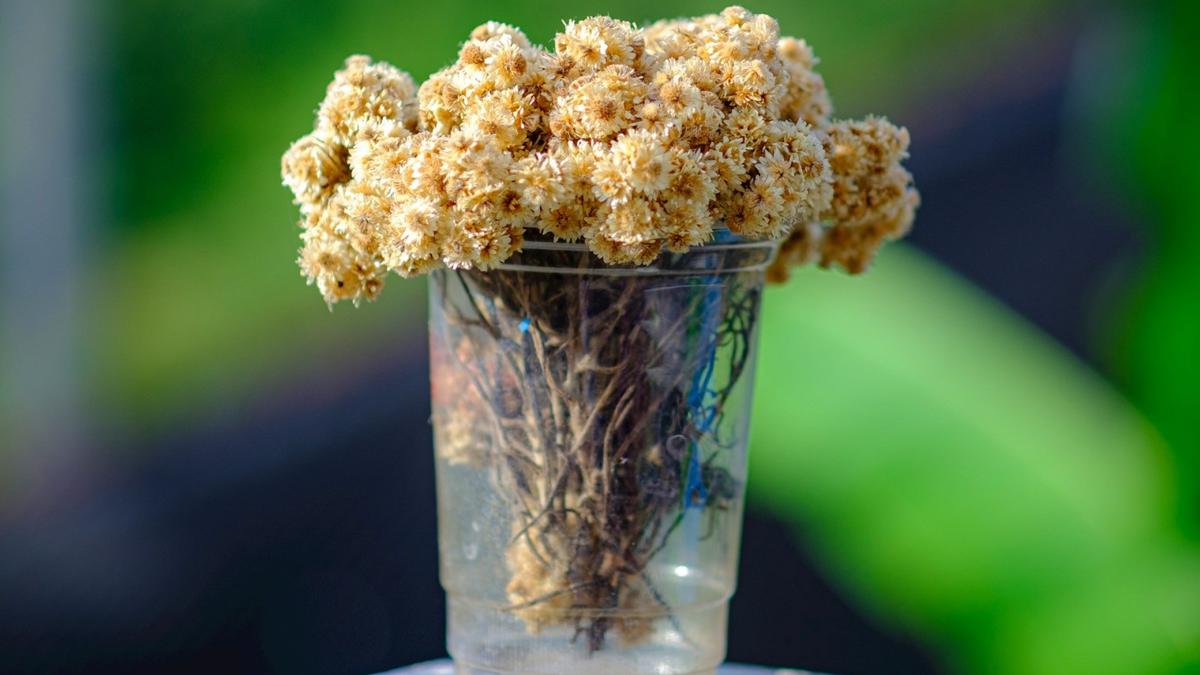 Arti Mitos Bunga Edelweis yang Perlu Diketahui - Ragam Bola.com