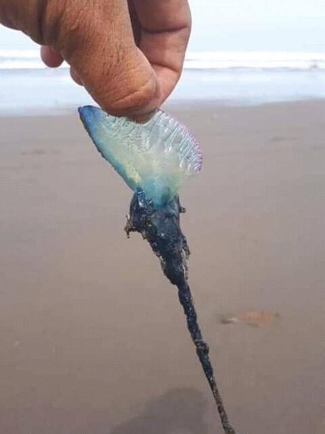 Awas, Serangan Ubur-Ubur Api di Pantai Selatan Cilacap dan Kebumen ...