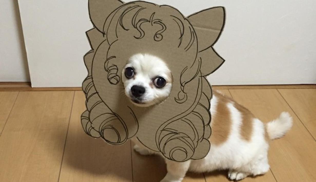 Terlihat Bahagia, Anjing Ini Dibuatkan Beragam Topeng Kardus Lucu ...
