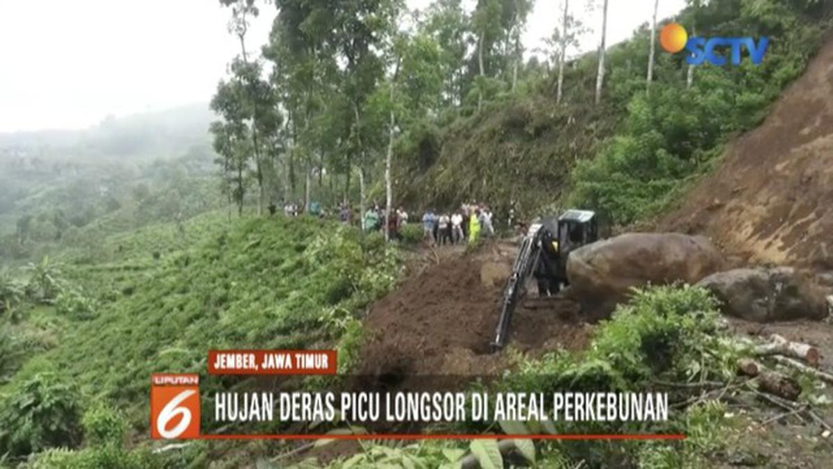 Hujan Deras Picu Longsor di Perkebunan Teh Jember - News Liputan6.com