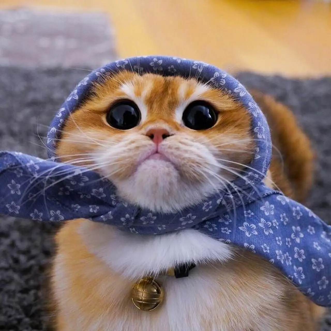 6 Potret Kucing Bermata Indah Ini Bikin Takjub, Makin Menggemaskan ...