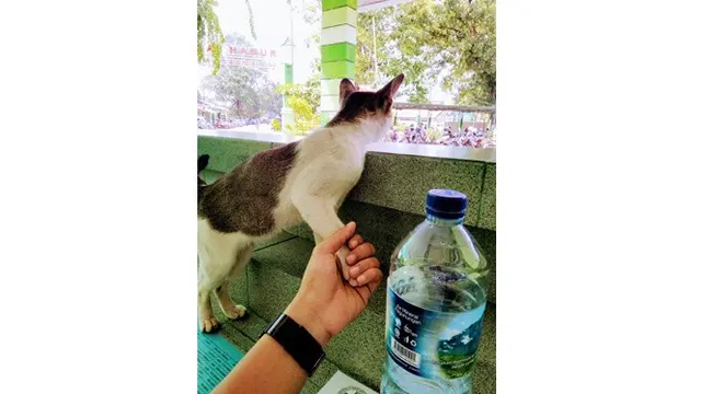 6 Foto Ini Buktikan Definisi 'Malu-Malu Kucing' yang Sebenarnya - Hot ...