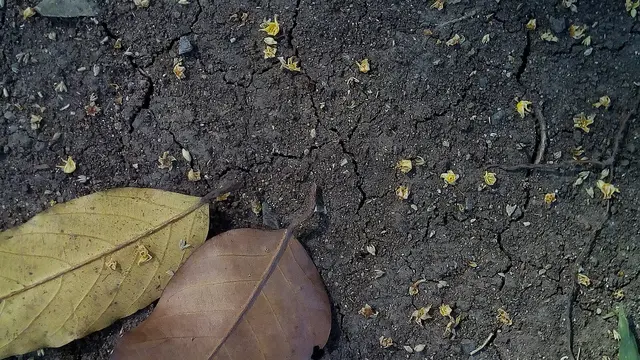 Jenis-Jenis Lapisan Tanah Beserta Penjelasannya, Ketahui Komponen dan ...