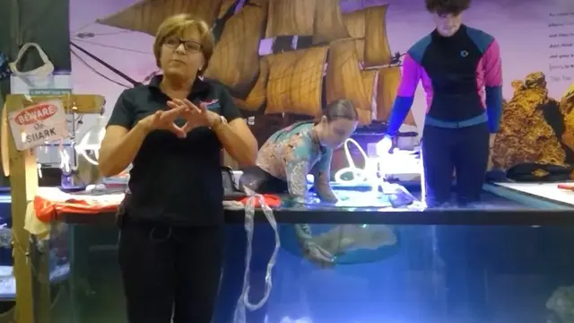 Fenomena Langka, Ikan Pari Hamil Anak dari Hiu di Akuarium North ...