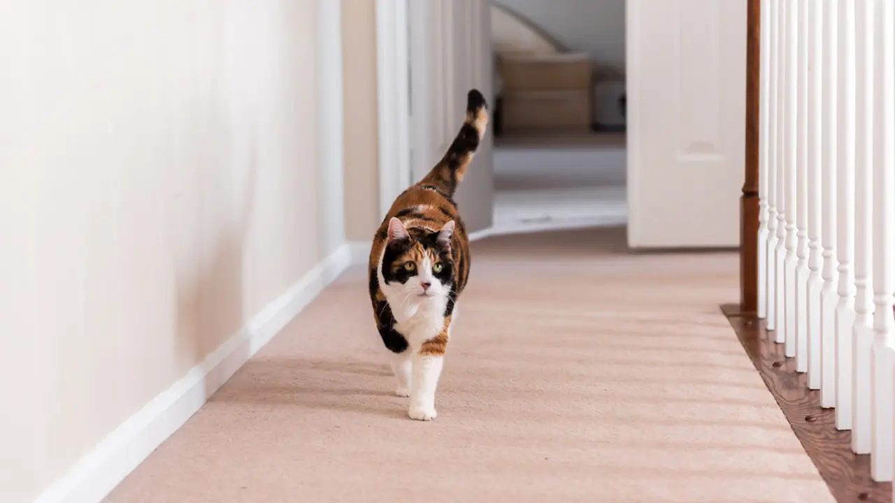 Jangan Keburu Marah, Ini 4 Penyebab Kucing Mendadak Buang Air ...