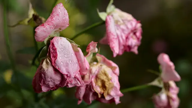 Kegunaan Bunga Mati untuk Rumah Anda - Lifestyle Liputan6.com