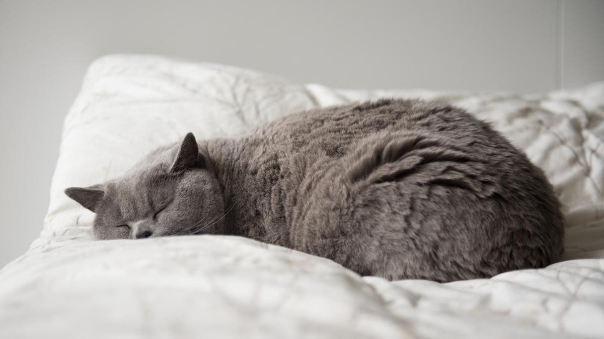 8 Penyebab Stres pada Kucing, Pemilik Wajib Tahu Solusi Jitunya