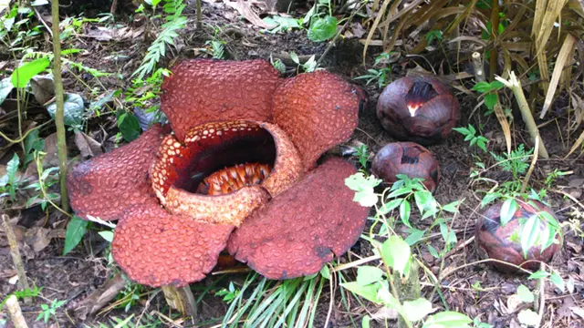 Menunggu 15 Bunga Rafflesia Arnoldii Mekar - Regional Liputan6.com
