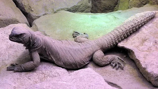 Mengenal Dhabb, Kadal Gurun yang Halal untuk Dimakan dan Memiliki ...