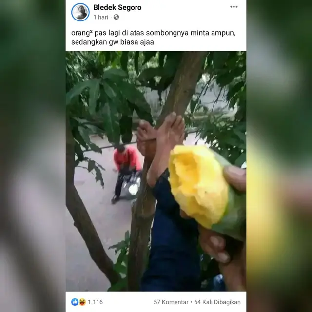 6 Aksi Nyeleneh Orang di Atas Pohon Ini Bikin Heran, Jadi Tempat Bersantai - Hot Liputan6.com