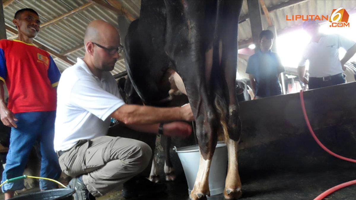 Sapi Harus Dimandikan 1 Jam Sebelum Diperah - Health Liputan6.com