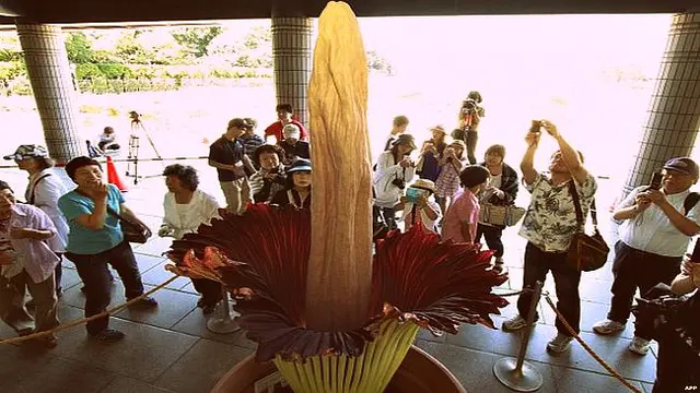 Bunga Bangkai Raksasa Mekar di Tokyo - Global Liputan6.com