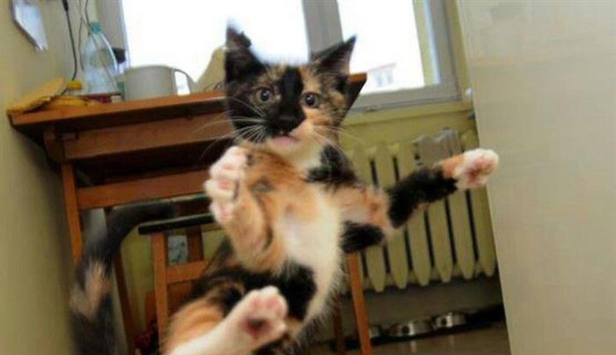 Ketika Kucing Berubah Wujud Jadi Ninja - Photo Fimela.com