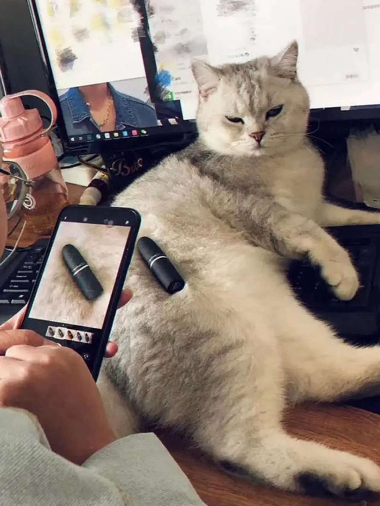 7 Potret Menggemaskan Kucing Pura-Pura Lagi Kerja - Citizen6 Liputan6.com