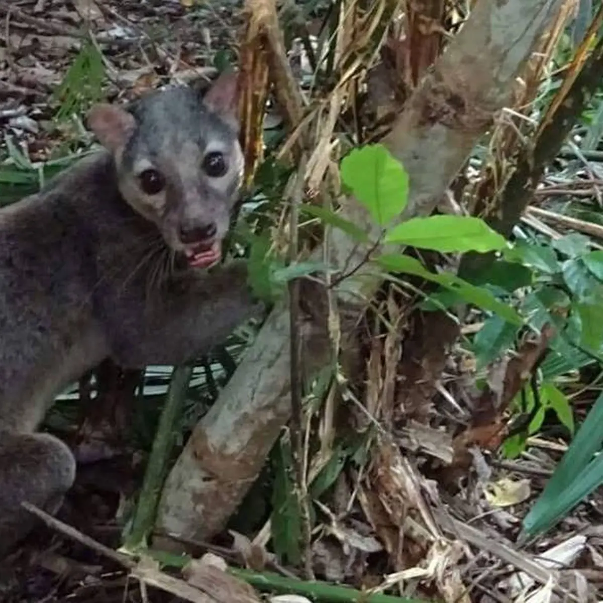 Musang Pandan Untuk Dijual