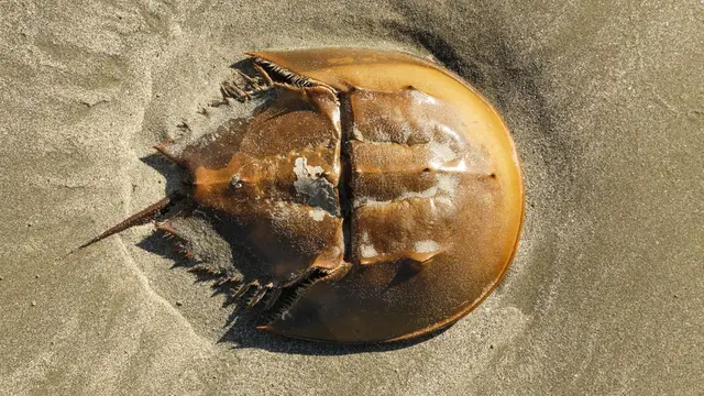 Serba-serbi Kepiting Tapal Kuda yang Darah Birunya Sering Diburu untuk ...