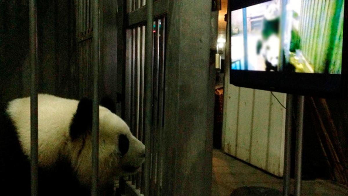 Panda pun Tonton Video Cabul Agar Mau Kawin - Health Liputan6.com