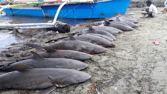 Heboh Foto Hiu-Hiu Mati Berjejer di Tepi Pantai Gorontalo - Regional ...