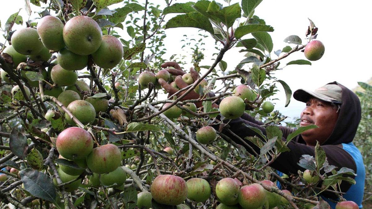 Rekomendasi Wisata Petik Apel Batu Malang, Cocok untuk Liburan Keluarga ...