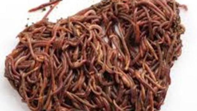 Ketahuilah, Ada 4 Jenis Cacing yang Sering Dijadikan Makanan - Citizen6 ...