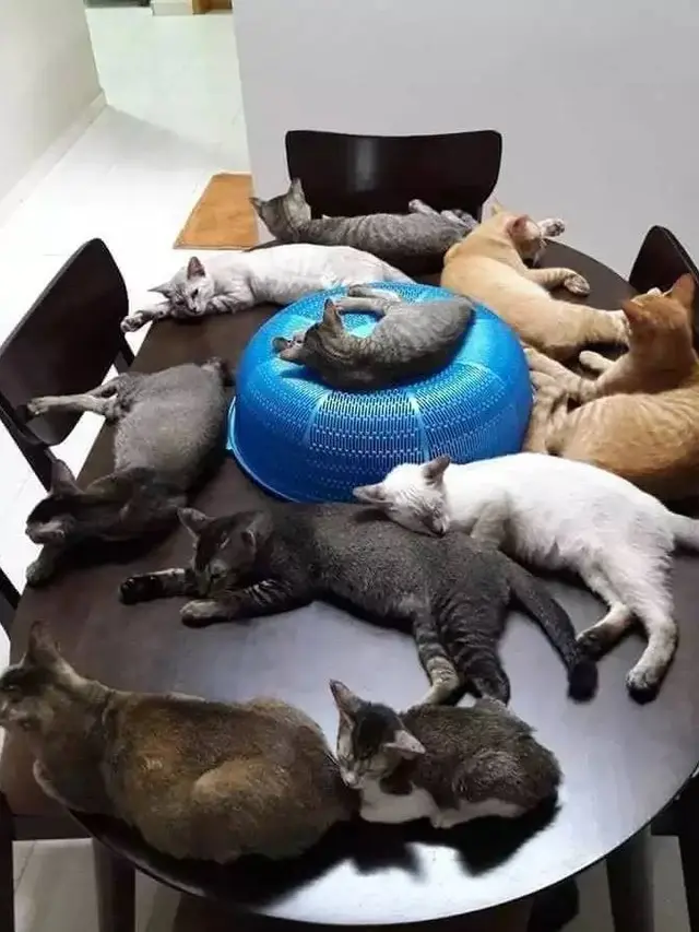 7 Potret Kocak Kucing saat Kumpul Bareng Ini Bikin Meringis, Gemas ...