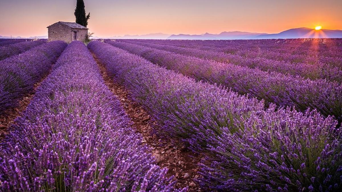 Cantiknya Padang Bunga Lavender di Perancis Selatan