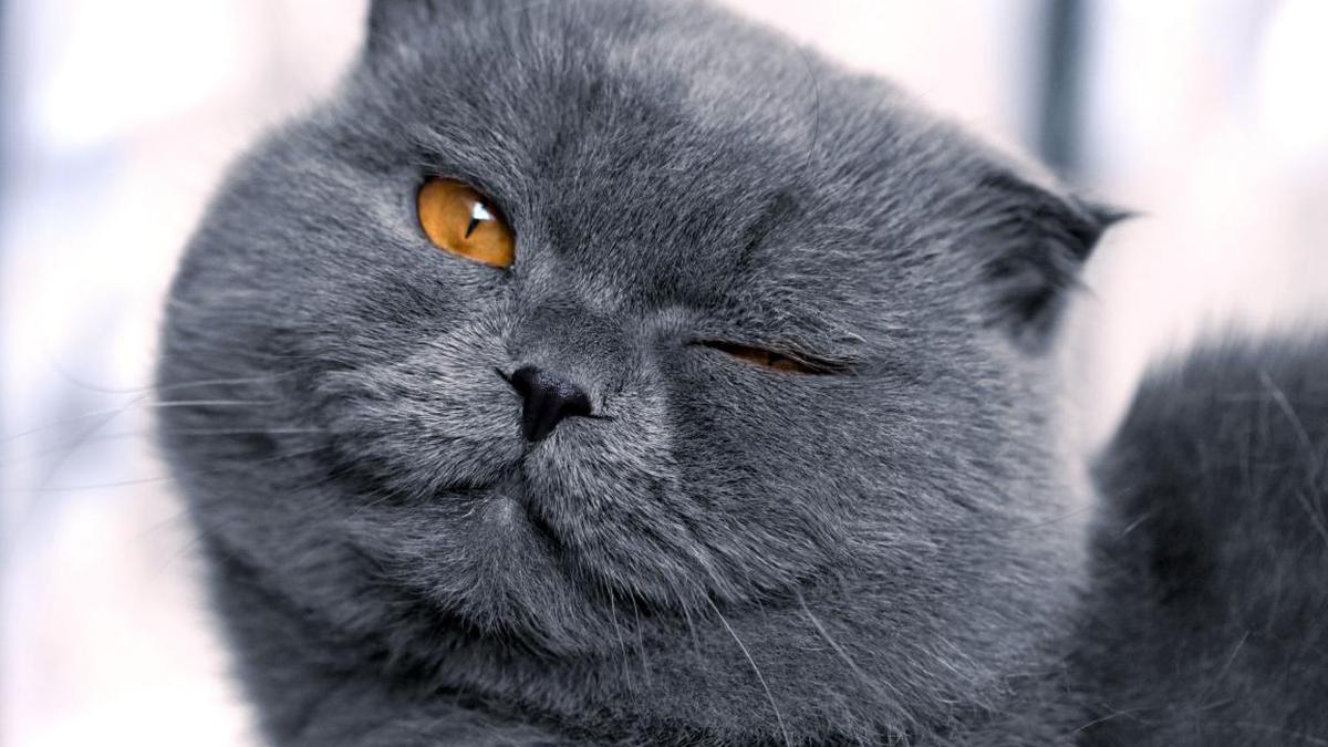 Kenali 11 Arti Kebiasaan Unik Kucing Biar Kamu Nggak Salah Paham ...