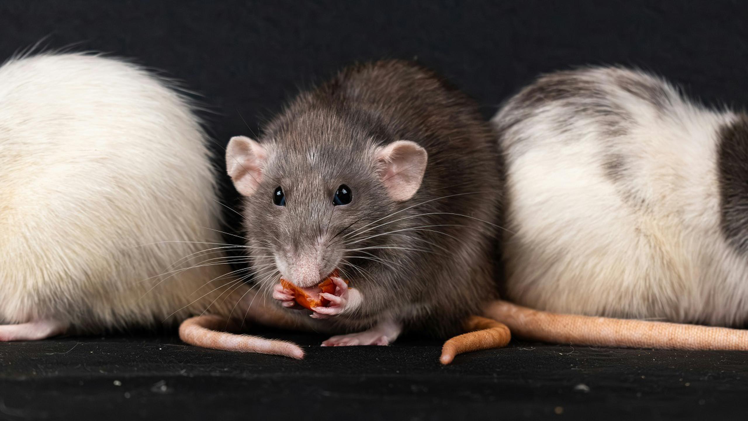 8 Bahan Alami Pengusir Tikus yang Aman Untuk Rumah dan Mudah Dicari